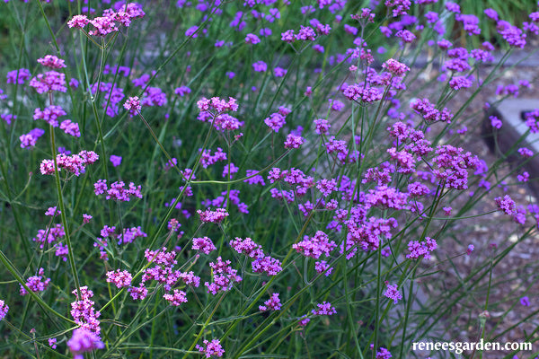 'Vanity Verbena' Pollinator Wildflowers | Renee's Garden Seeds