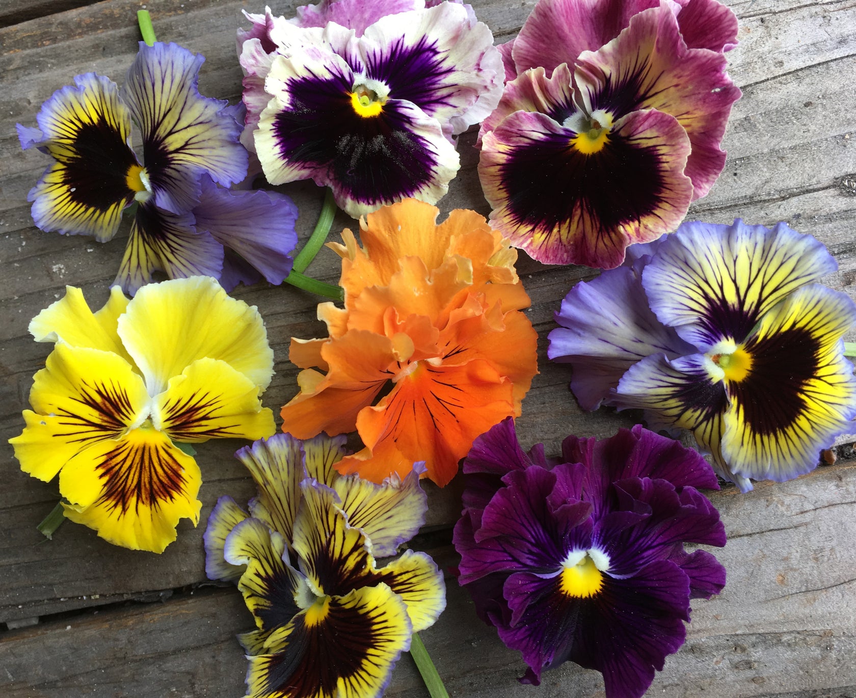 'Victorian Posy' Heirloom Pansies – Renee's Garden