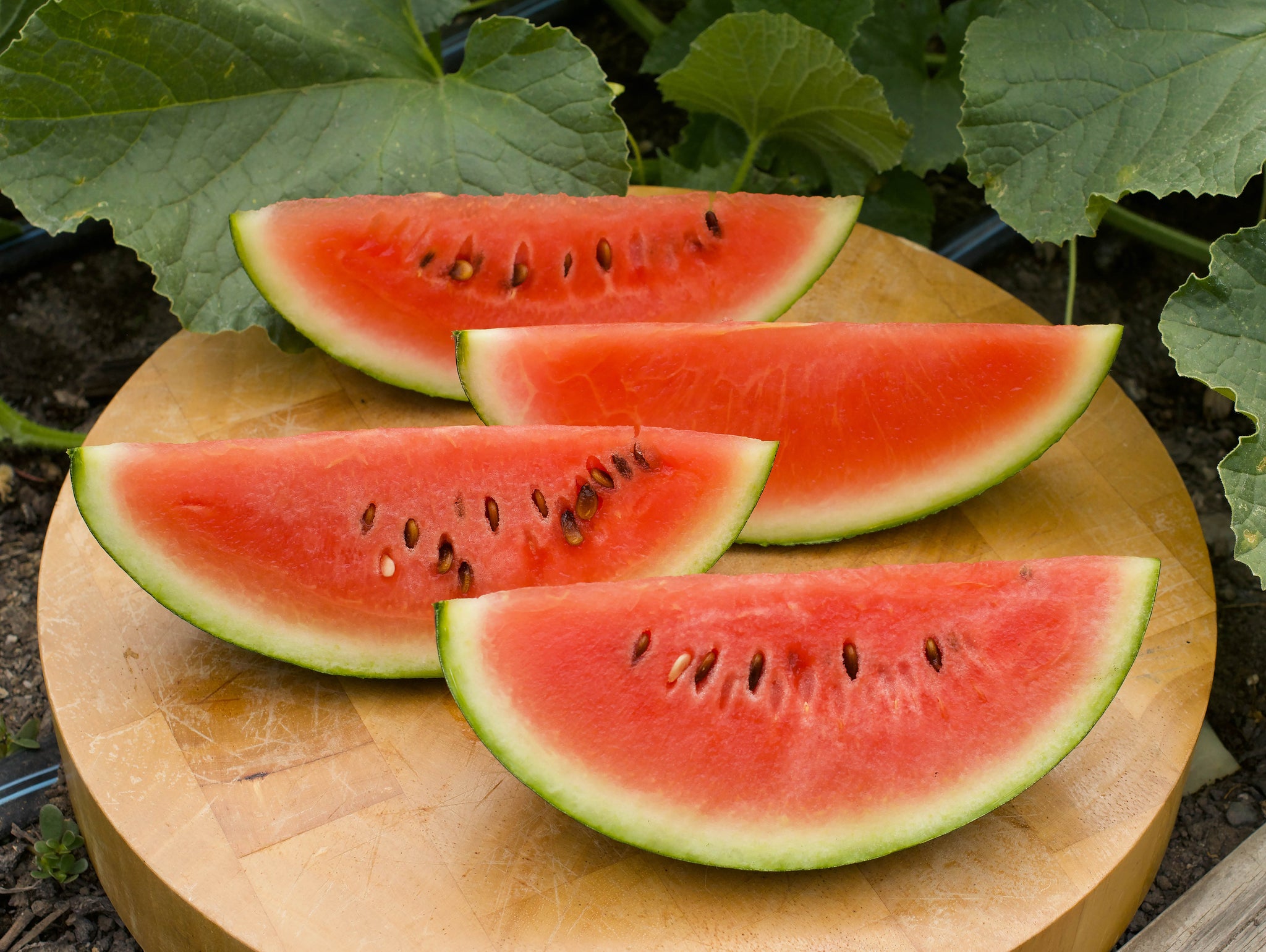 'Mini Love' Personal Size Watermelons – Renee's Garden