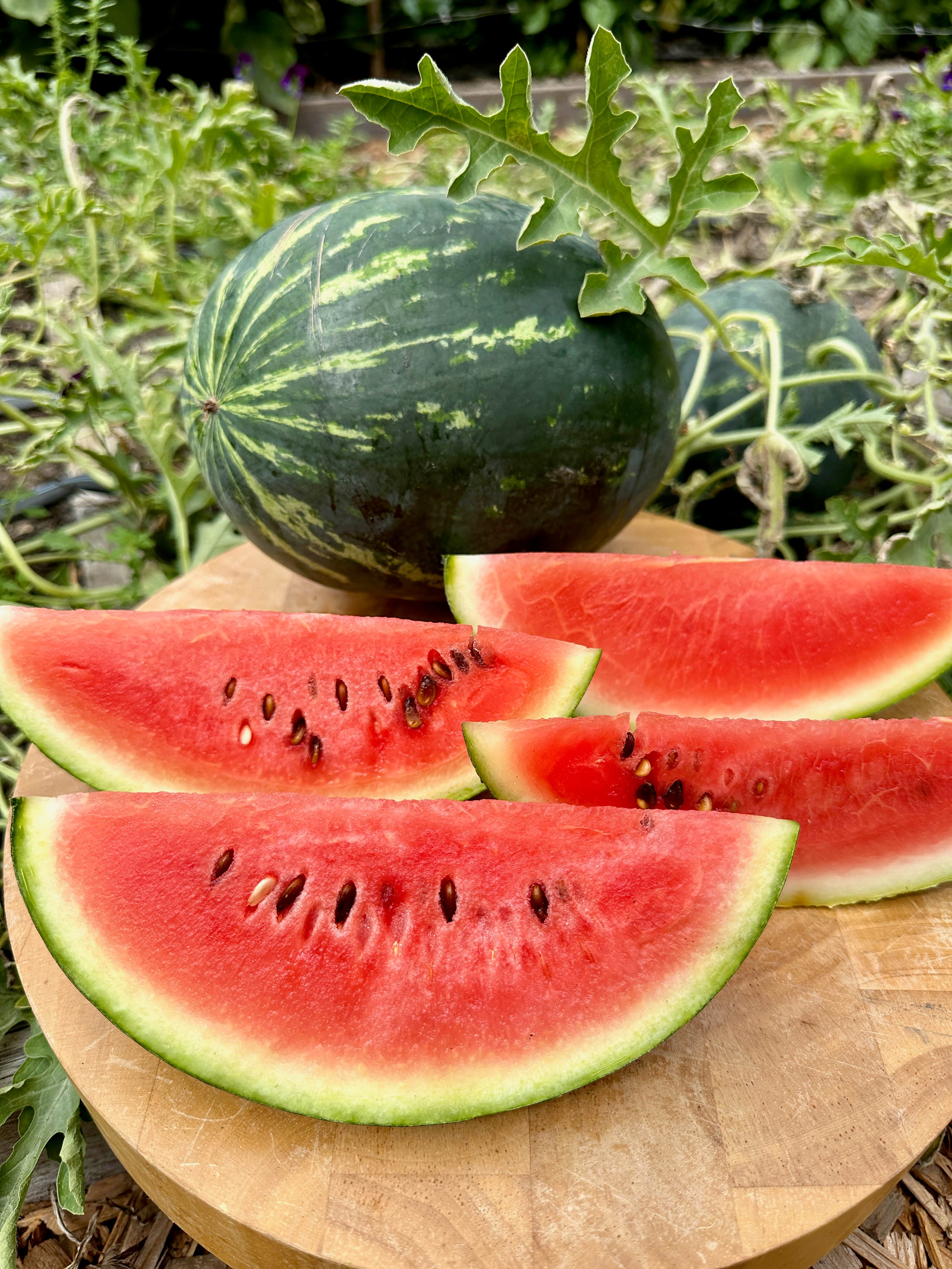 'Mini Love' Personal Size Watermelons – Renee's Garden
