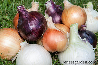 'Rainbow Trio' Long Keeping Onions – Renee's Garden