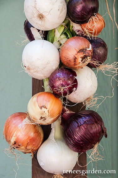 'Rainbow Trio' Long Keeping Onions | Renee's Garden Seeds
