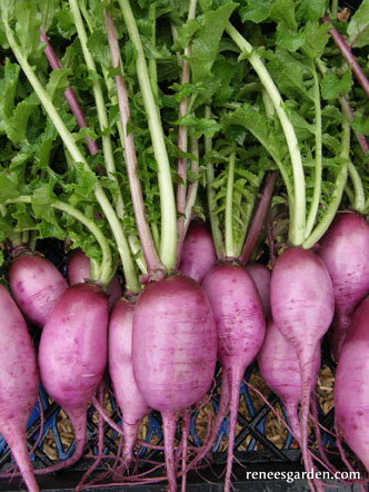 'Mini Purple' Daikon Radish | Renee's Garden Seeds