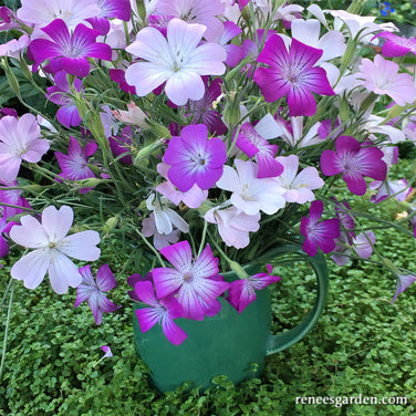'Purple Queen and Pink Contessa' Agrostemma | Renee's Garden Seeds