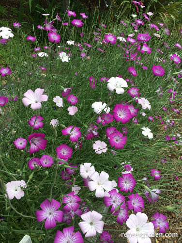 'Purple Queen and Pink Contessa' Agrostemma | Renee's Garden Seeds