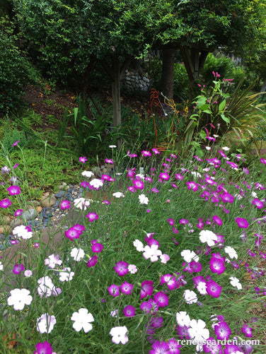 'Purple Queen and Pink Contessa' Agrostemma | Renee's Garden Seeds