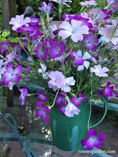 'Purple Queen and Pink Contessa' Agrostemma | Renee's Garden Seeds