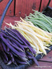 'Green, Yellow & Purple' Tricolor Pole Beans – Renee's Garden