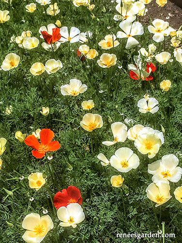 'Tequila Sunrise' Heirloom California Poppies | Renee's Garden Seeds
