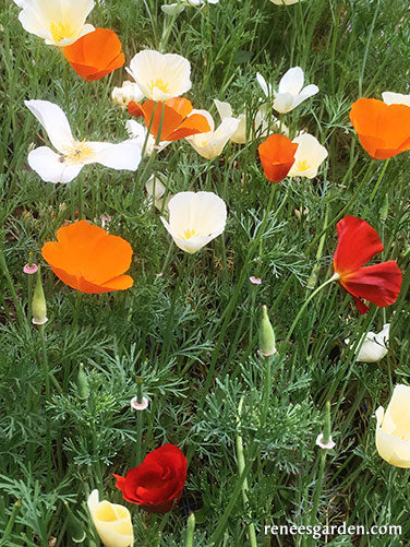 'Tequila Sunrise' Heirloom California Poppies | Renee's Garden Seeds