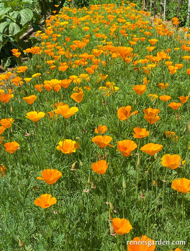 'Native Orange' California Poppies | Renee's Garden Seeds