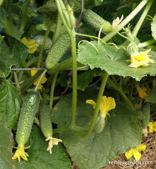 'French Cornichon' Petite Pickles – Renee's Garden