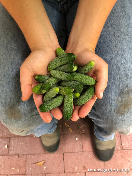 'French Cornichon' Petite Pickles | Renee's Garden Seeds