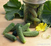 'French Cornichon' Petite Pickles – Renee's Garden