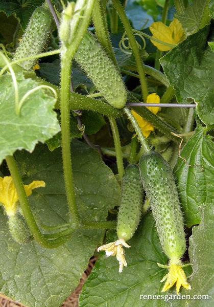 'French Cornichon' Petite Pickles | Renee's Garden Seeds
