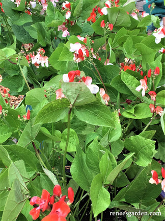 'Hestia Dwarf Runner Beans' Edible Container Flowers – Renee's Garden