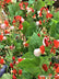 'Hestia Dwarf Runner Beans' Edible Container Flowers – Renee's Garden