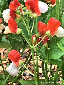 'Hestia Dwarf Runner Beans' Edible Container Flowers – Renee's Garden