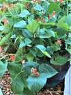 'Hestia Dwarf Runner Beans' Edible Container Flowers – Renee's Garden