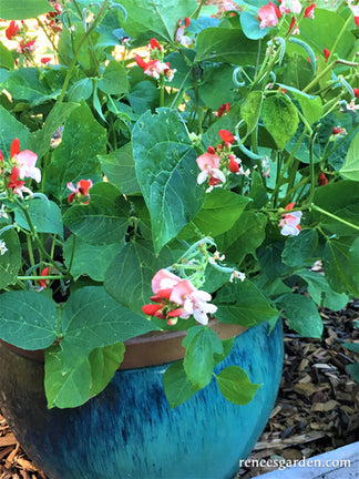 'Hestia Dwarf Runner Beans' Edible Container Flowers – Renee's Garden