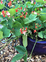 'Hestia Dwarf Runner Beans' Edible Container Flowers – Renee's Garden