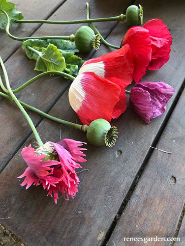 'Pepperbox Poppy' Heirloom Herbs | Renee's Garden Seeds