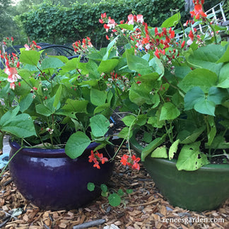'Hestia Dwarf Runner Beans' Edible Container Flowers – Renee's Garden