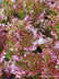 'Redina' French Red Leaf Lettuce – Renee's Garden