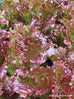 'Redina' French Red Leaf Lettuce – Renee's Garden