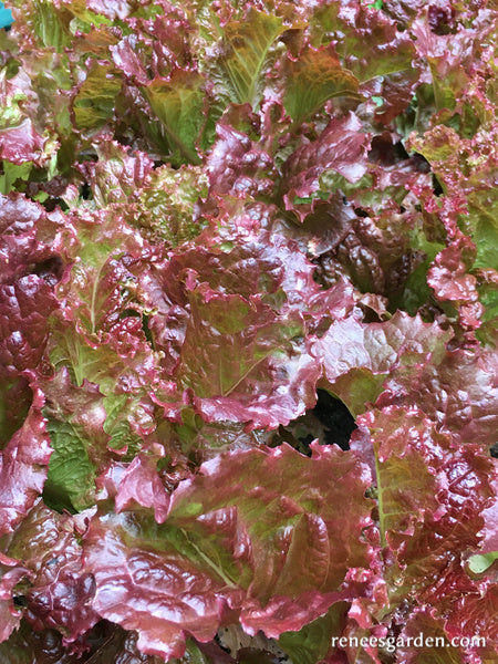'Redina' French Red Leaf Lettuce | Renee's Garden Seeds