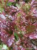 'Redina' French Red Leaf Lettuce – Renee's Garden