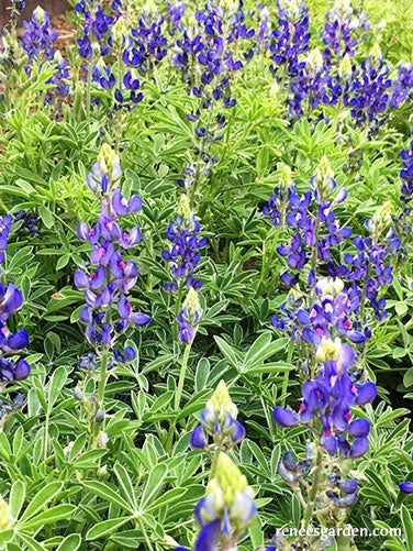 'Heirloom Texas Bluebonnets' Large Size Bonus Pack | Renee's Garden