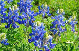 'Heirloom Texas Bluebonnets' Large Size Bonus Pack | Renee's Garden