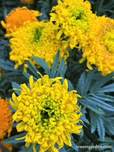 'Spinning Wheels Marigolds' Butterfly Flowers | Renee's Garden Seeds