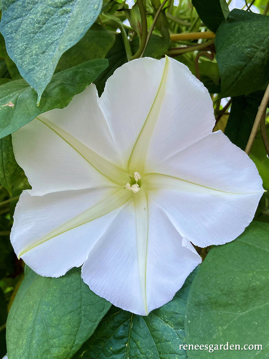 'Fragrant Moonflower' Heirloom Flowering Vine – Renee's Garden