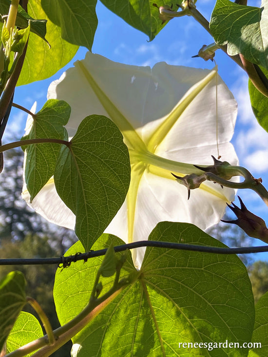 'Fragrant Moonflower' Heirloom Flowering Vine – Renee's Garden