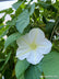 'Fragrant Moonflower' Heirloom Flowering Vine – Renee's Garden