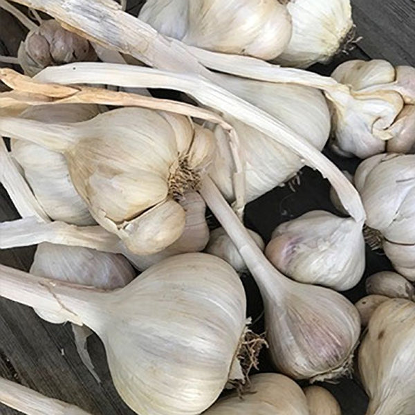 'Musik' Garlic | Renee's Garden Seeds
