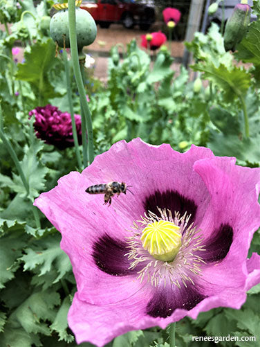 'Pepperbox Poppy' Heirloom Herbs | Renee's Garden Seeds