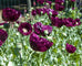 'Lauren’s Dark Grape' Heirloom Poppies – Renee's Garden