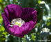 'Lauren’s Dark Grape' Heirloom Poppies – Renee's Garden