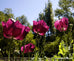 'Lauren’s Dark Grape' Heirloom Poppies – Renee's Garden