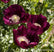 'Lauren’s Dark Grape' Heirloom Poppies – Renee's Garden