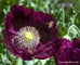 'Lauren’s Dark Grape' Heirloom Poppies – Renee's Garden