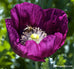 'Lauren’s Dark Grape' Heirloom Poppies – Renee's Garden