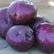 Huckleberry Gold: The First Low Glycemic Potato! – Renee's Garden