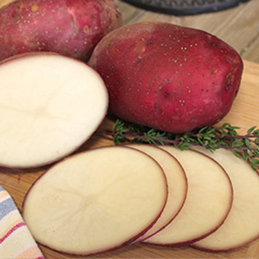 'Dark Red Norland' Individual Potato Varieties | Renee's Garden Seeds
