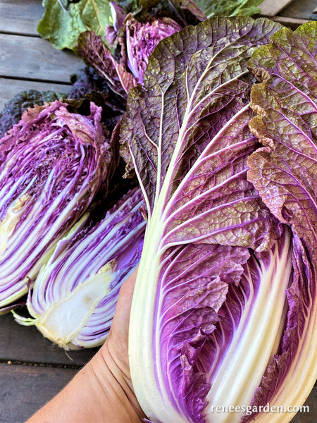 'Purple Express' Napa Cabbage | Renee's Garden Seeds