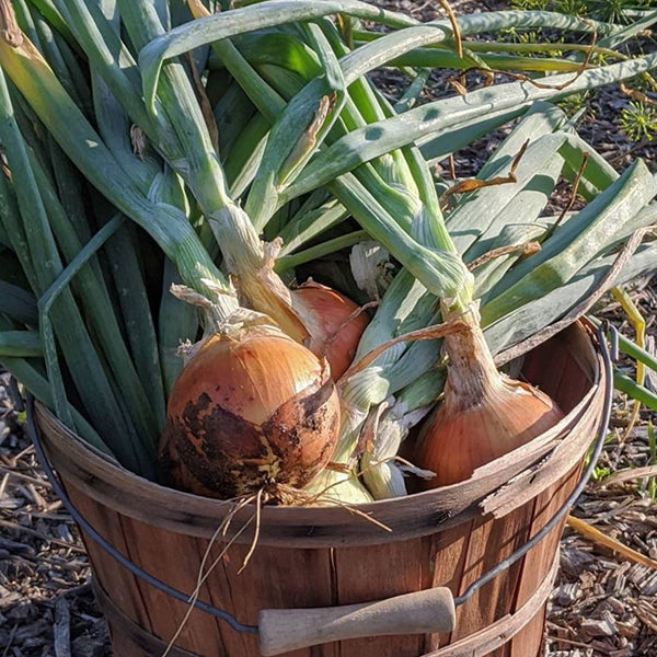 'Patterson Long Keeping' Long Keeping Onions – Renee's Garden
