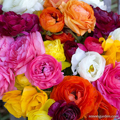 'Jumbo Color Blend' Ranunculus Mix – Renee's Garden